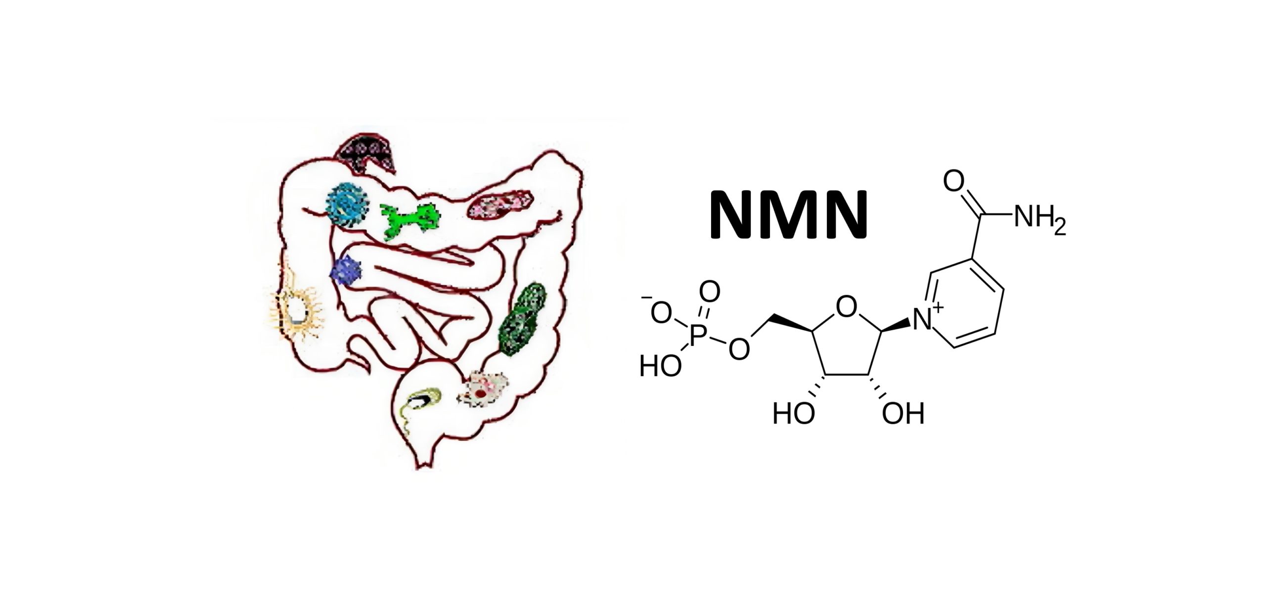 Transforming Gut Health: New Study Shows NMN Fosters Beneficial Bacteria Growth