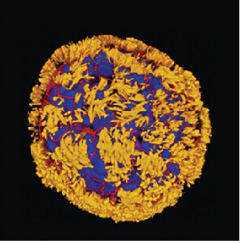 Mind Blowing: Biological Robots Repair Neurons When Free