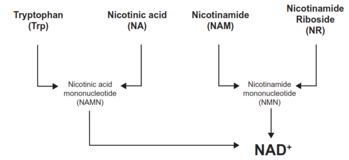 What’s the Difference Between NMN, Niacin, and Vitamin B3?
