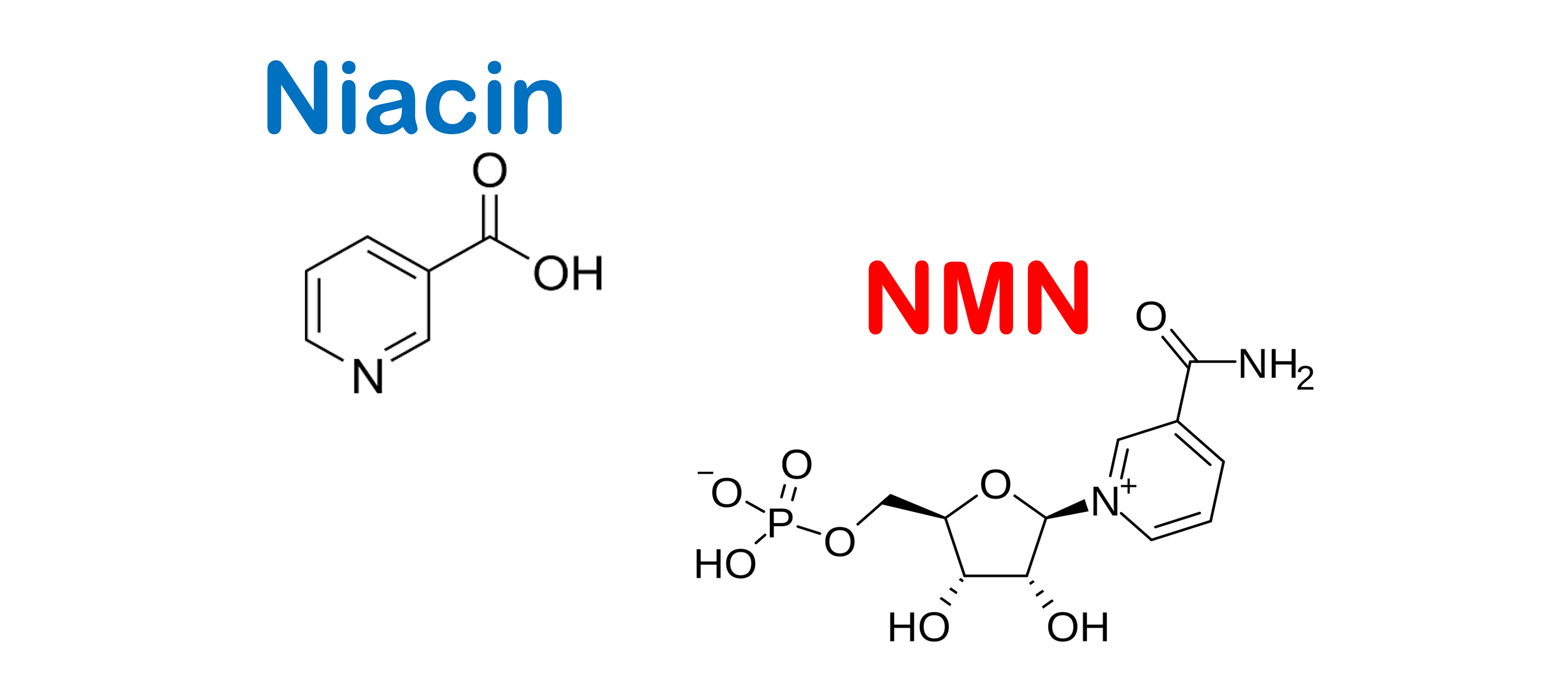 What’s the Difference Between NMN, Niacin, and Vitamin B3?