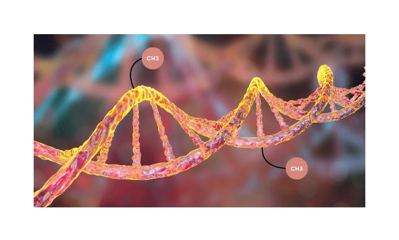 New Study Predicts Maximum Human Lifespan with DNA Chemical ...