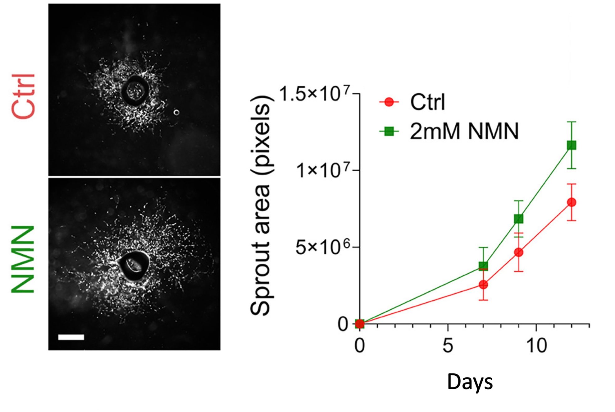 New Harvard Study Shows NMN Supplement Enhances Blood Vessel Formation