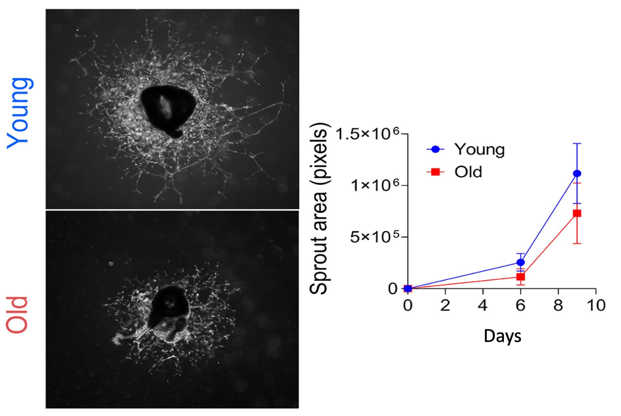 New Harvard Study Shows NMN Supplement Enhances Blood Vessel Formation