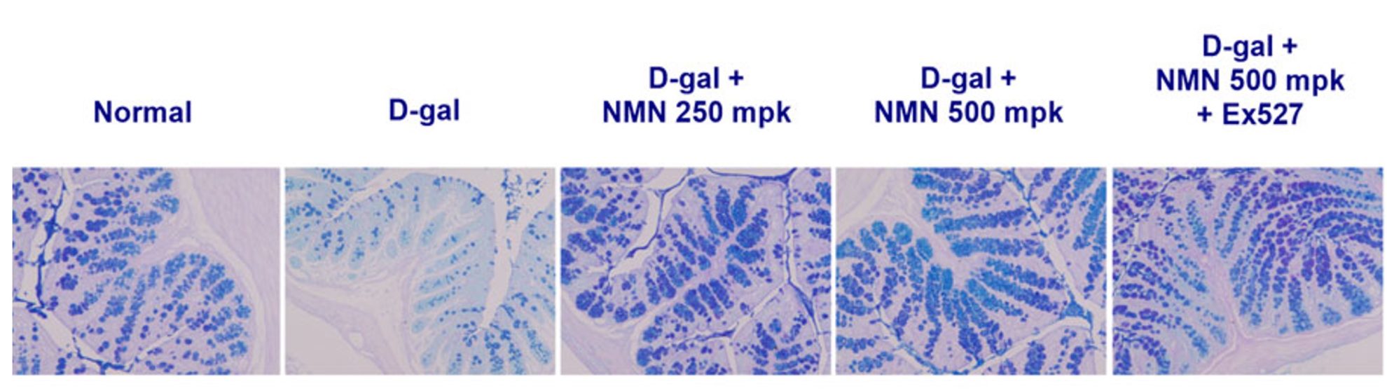 The Sirtuin Secret: New Study Shows How NMN Helps These Longevity Enzymes Combat Aging