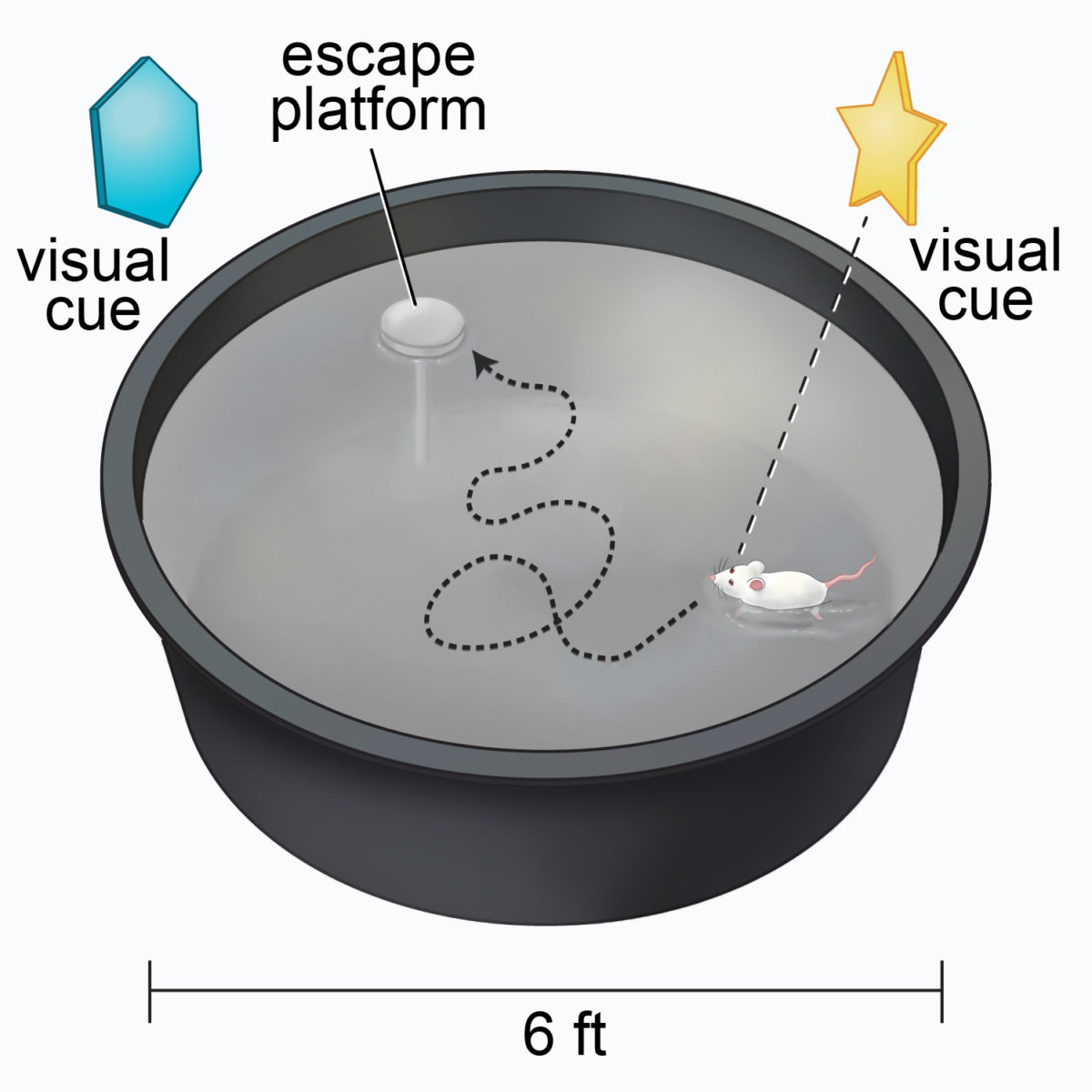 The Sirtuin Secret: New Study Shows How NMN Helps These Longevity ...