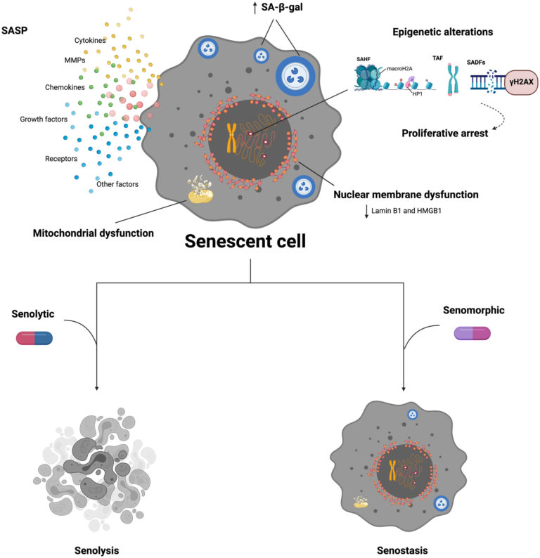 NAC Boosts Vitamin D Against Senescent Cells, New Study Reveals