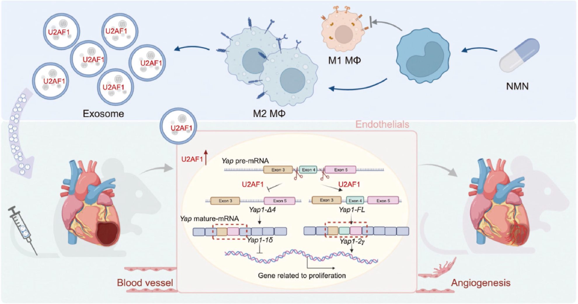 NMN Reduces Heart Attack Damage by Activating Anti-Inflammatory Cells ...