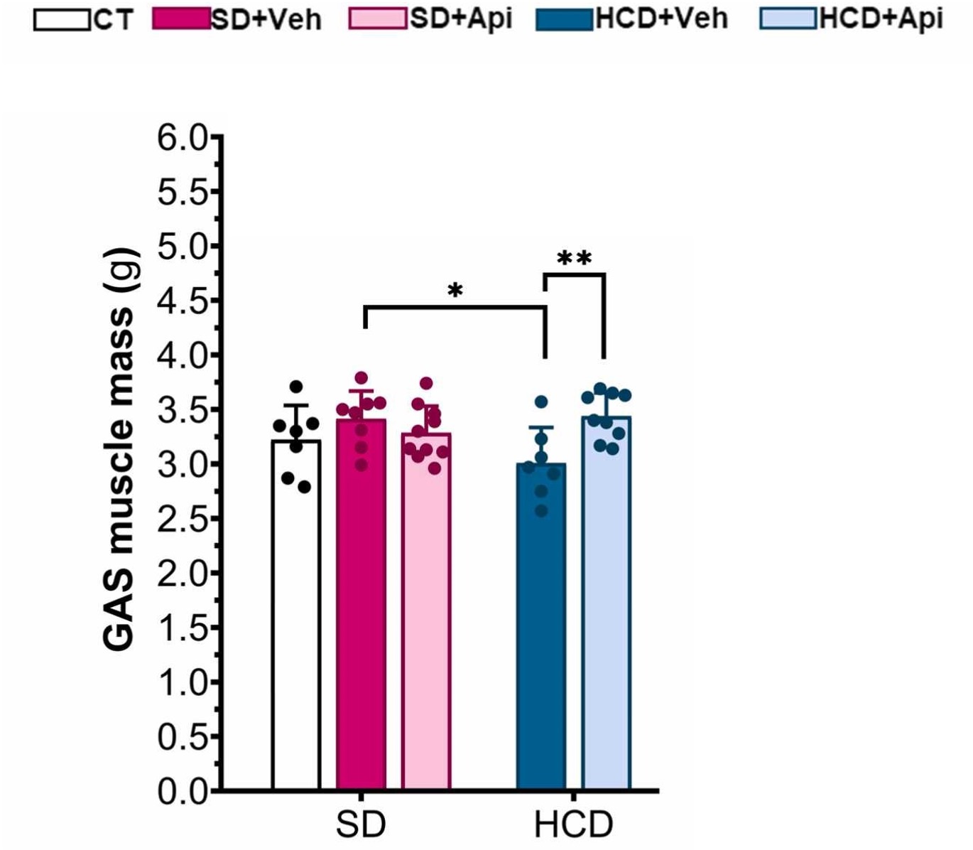 New Research: Apigenin Prevents Muscle Shrinkage from Aging & Weight Gain