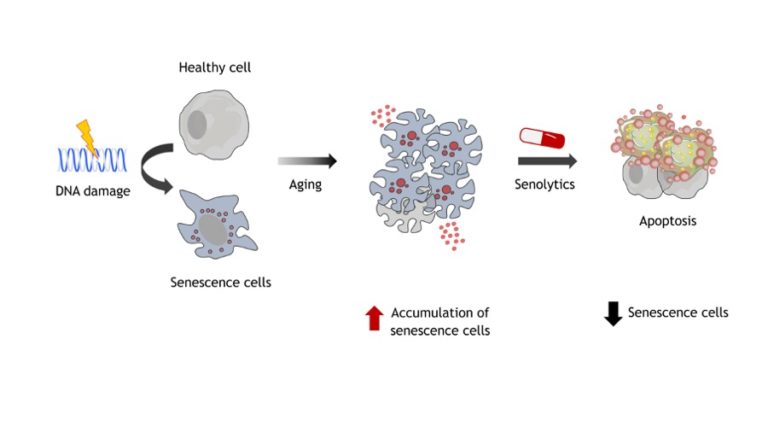 New Harvard-Mayo-Cedars-Sinai Joint Study Confirms Safety of Anti-Aging ...