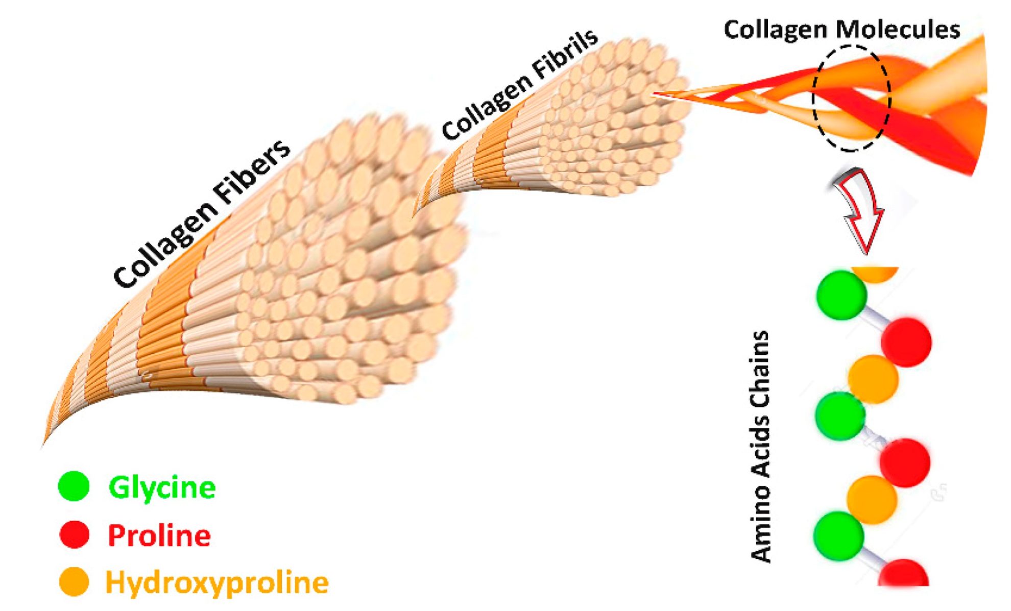 Protein Supplement Extends Life, Boosts Strength, and Reduces ...