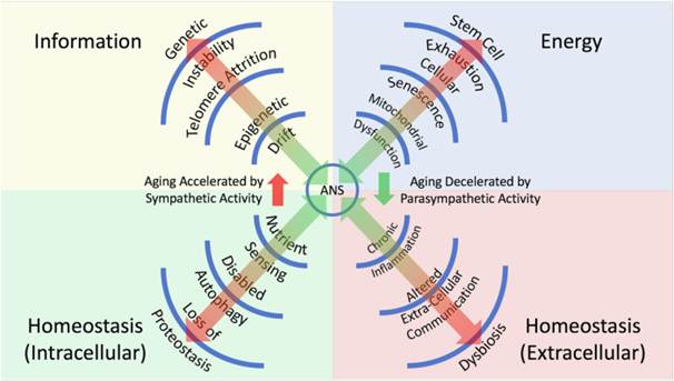 New Aging Theory Helps Build the Case for Devices That Activate Key Nerves