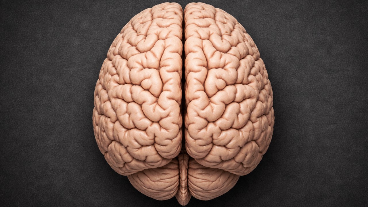 Calorie Restriction Preserves Brain White Matter by Slowing Cellular ...