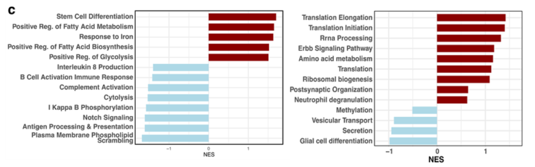 Calorie Restriction Preserves Brain White Matter by Slowing Cellular ...